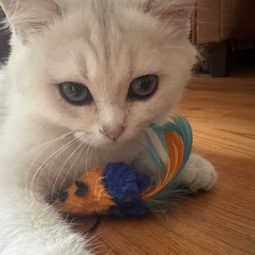 Котенок серебристая шиншилла