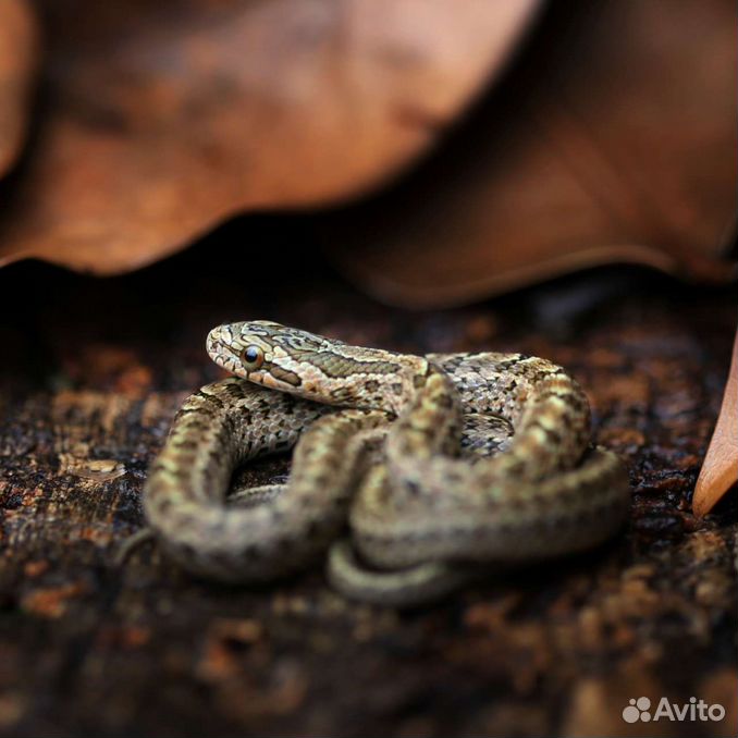 Узорчатый полоз