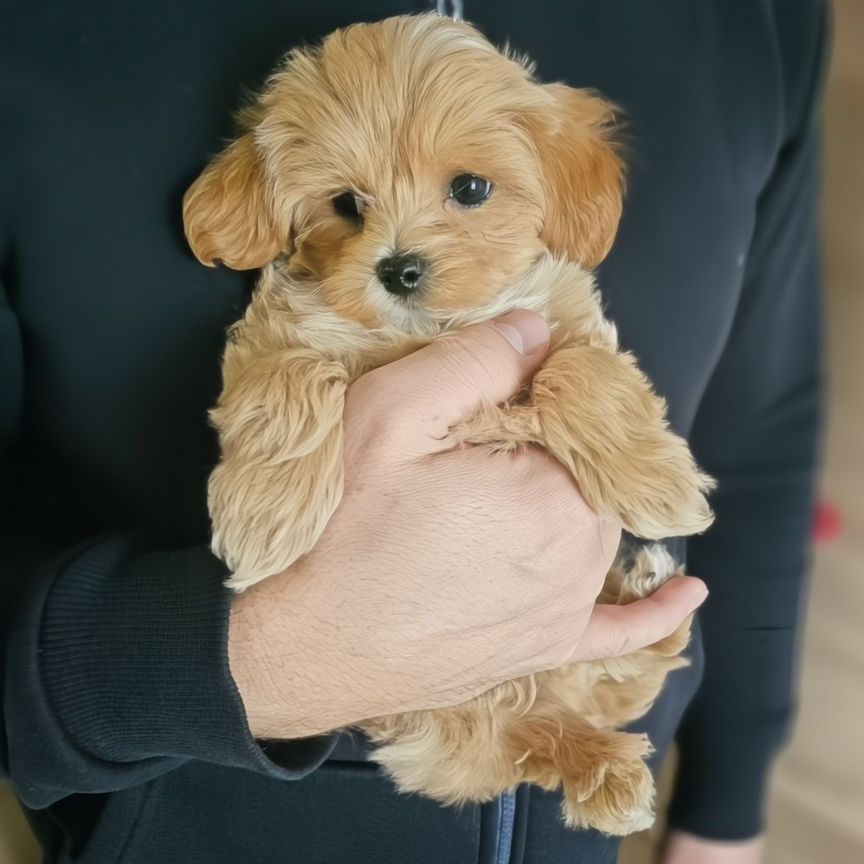 Мальтипу, щенок