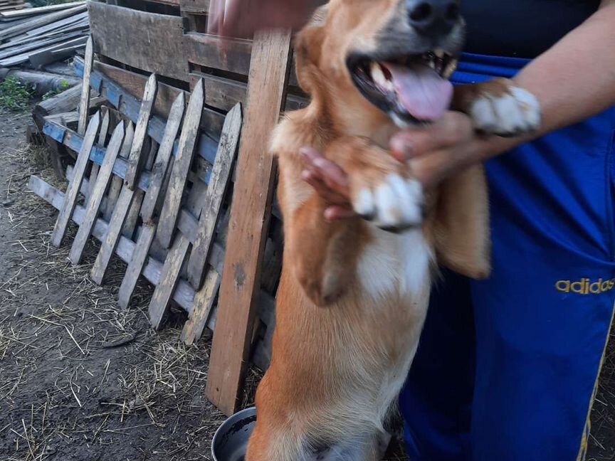 Собака в добрые руки