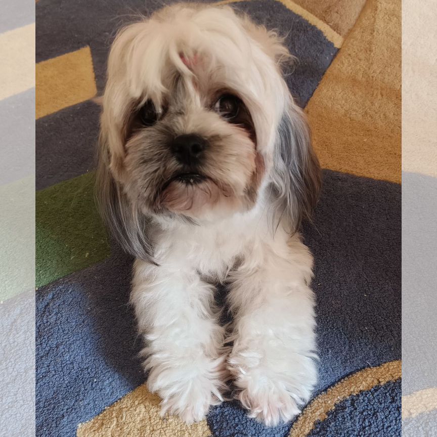 Ши-тцу, щенок