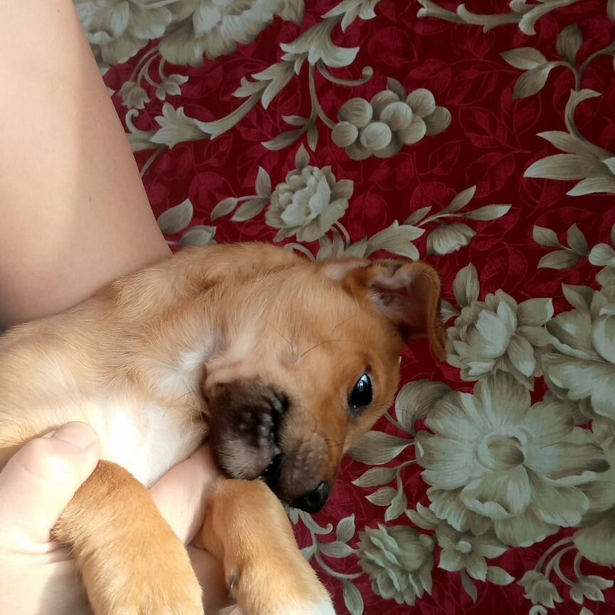 Щенок