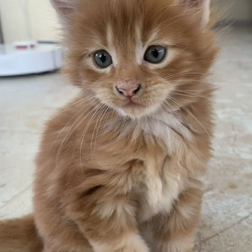 Котята мейн кун с родословной