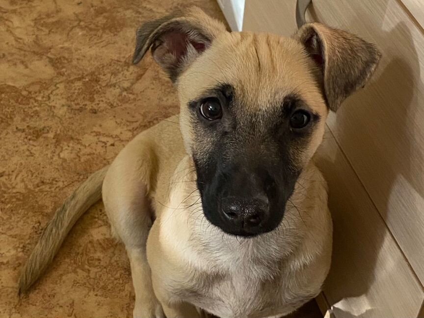 Дворняжка щенок