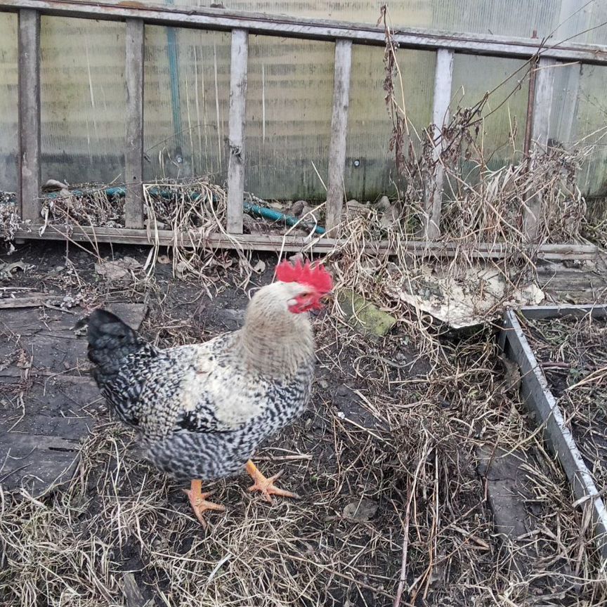 Петух породы доминант