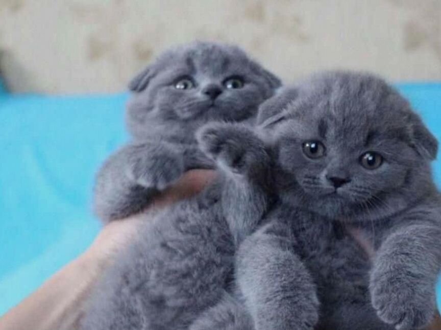 Голубое счастье