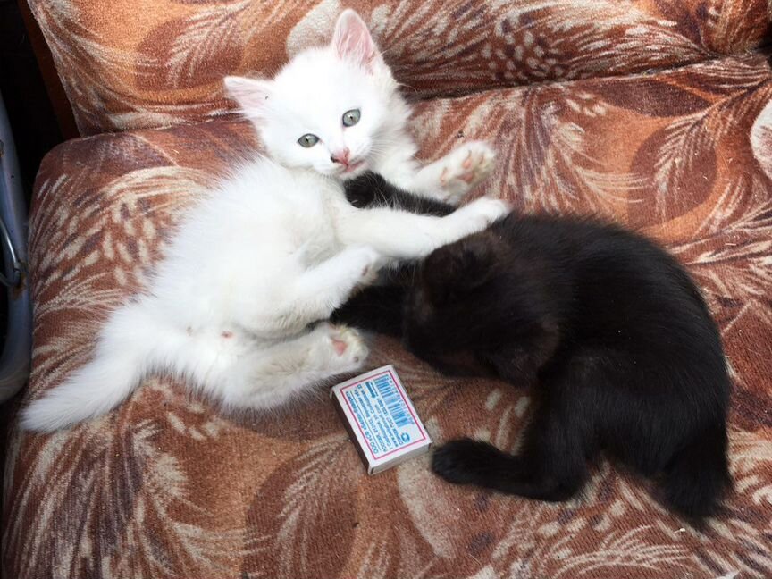 Котятки