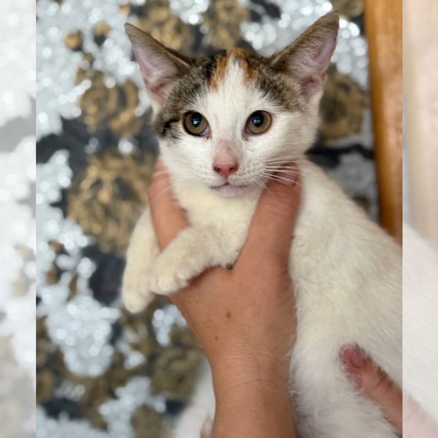 Котенок девочка 2мес белая трехцветка