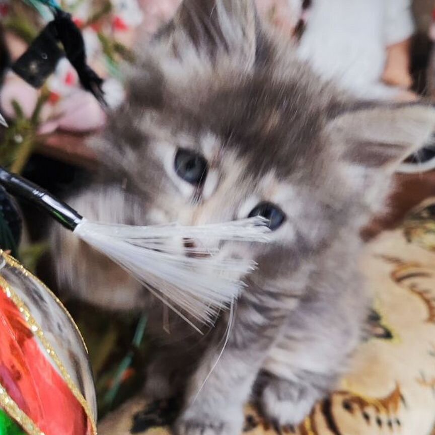 Мейн-кун котёнок