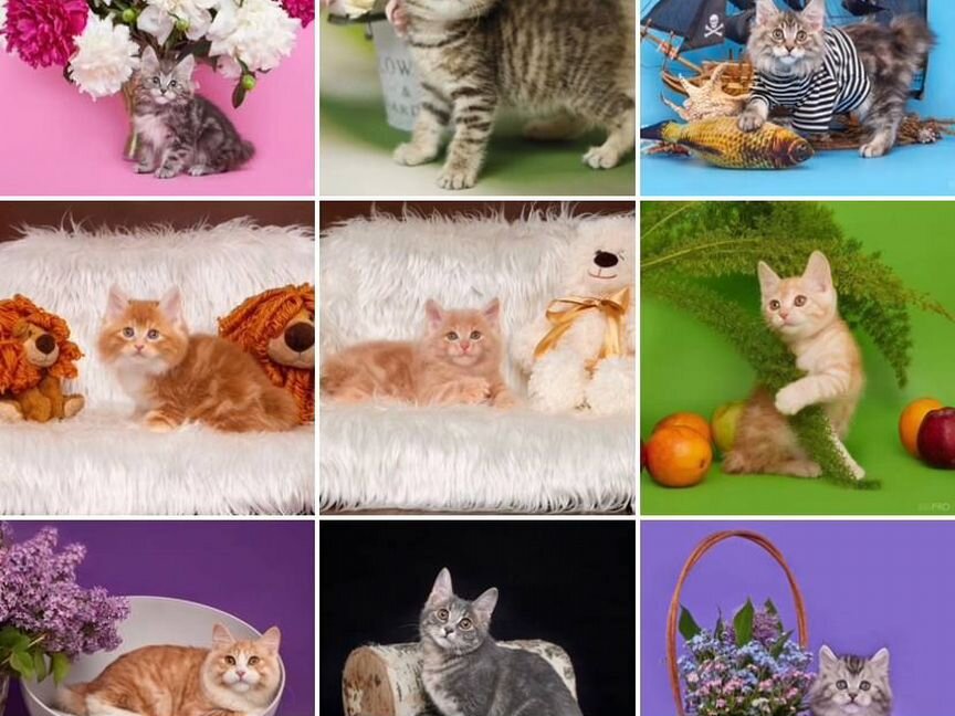 Котята, курильский бобтейл