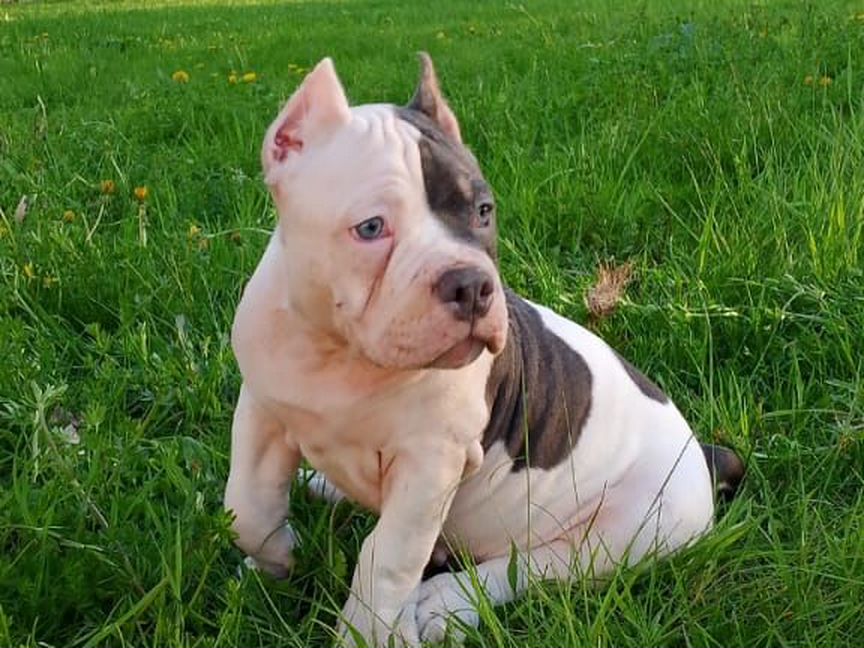 Щенки американского булли