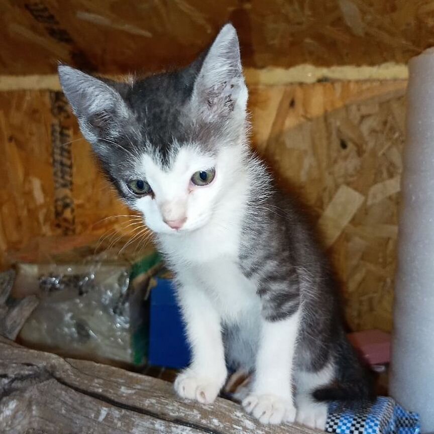 Котёнок в добрые руки