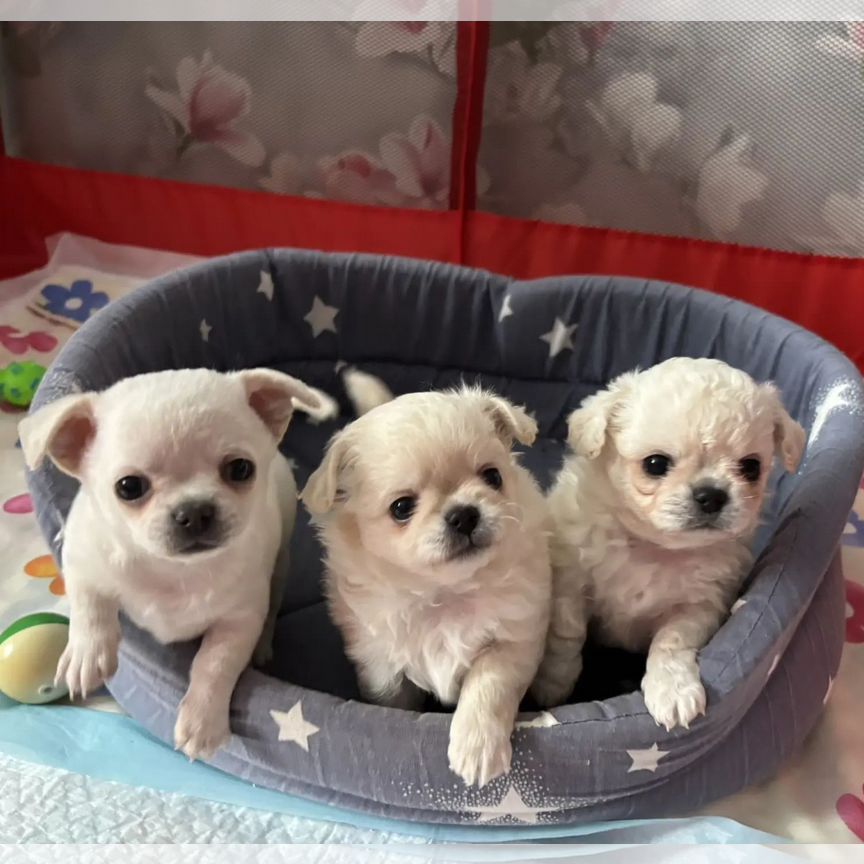 Чихуахуа, щенок