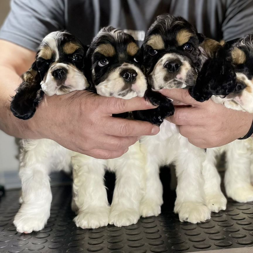 Кобели американского кокер спаниеля