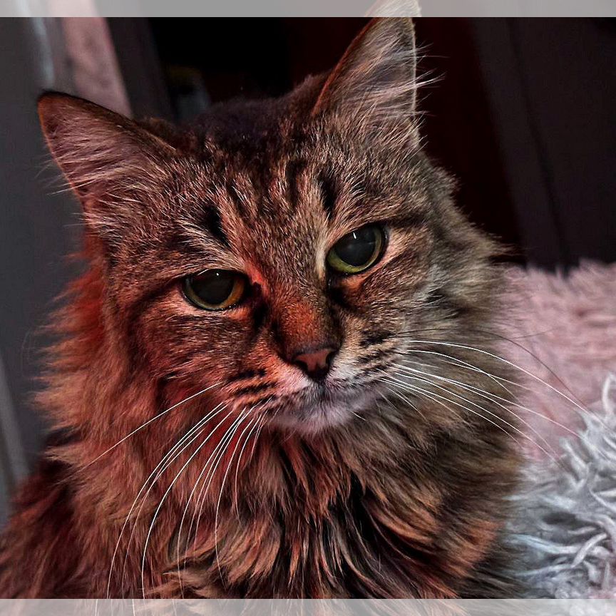 Взрослый кот в добрые руки