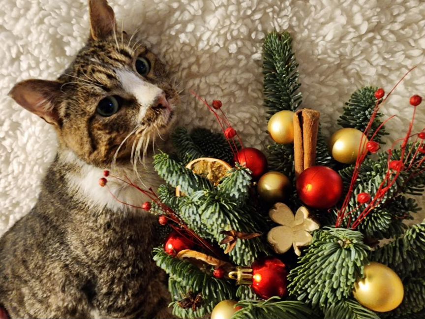 Кот Виктор