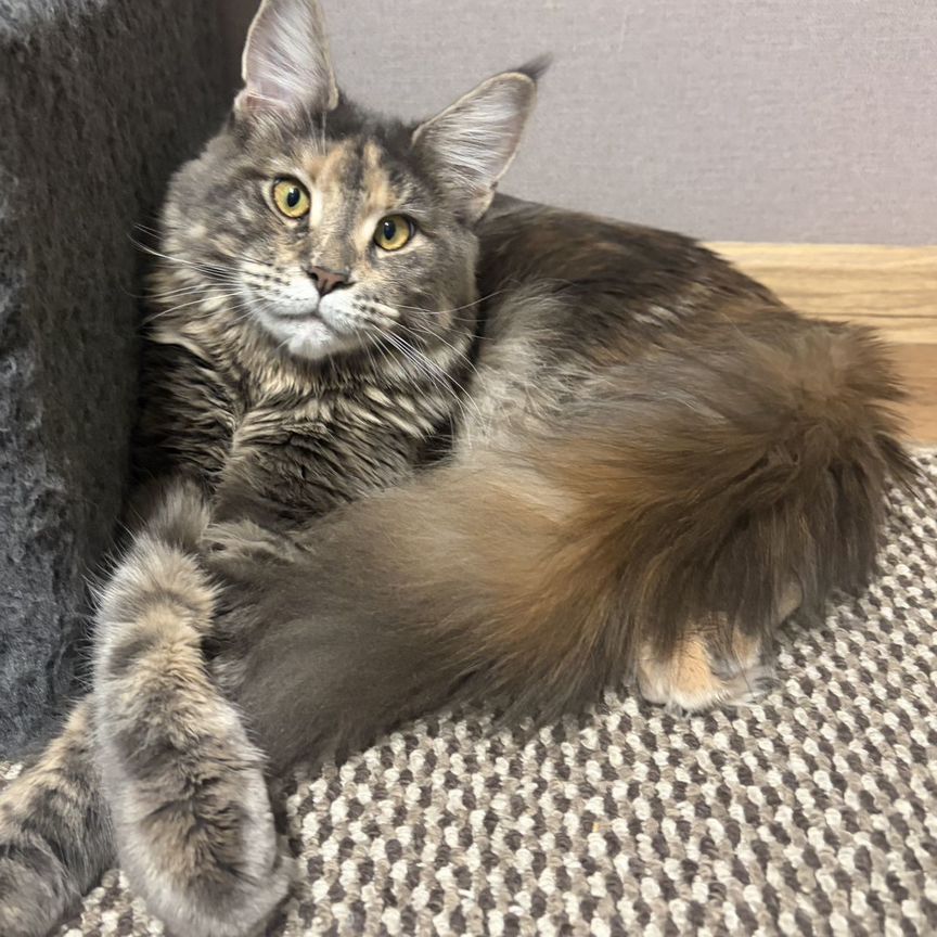 Мейн-кун котёнок