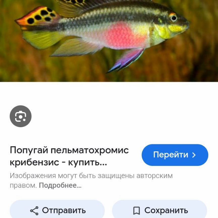 Рыбки попугай две пары