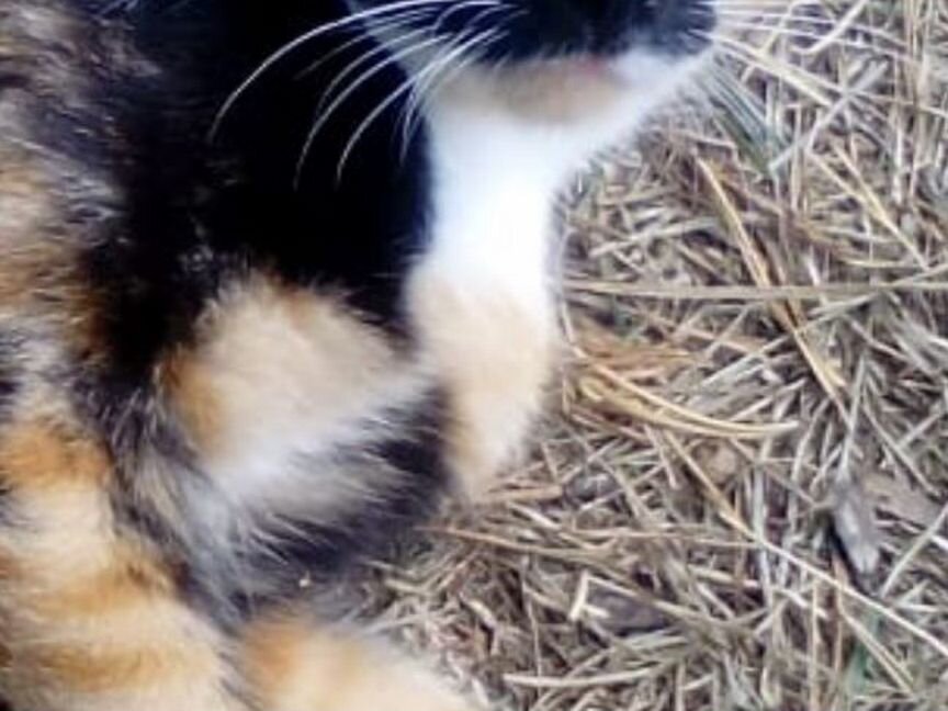 Котятки подростки