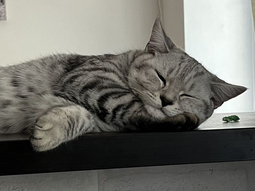 Шотландская кошка вязка