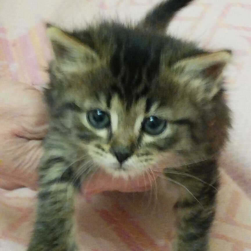 Милый котëнок в добрые руки