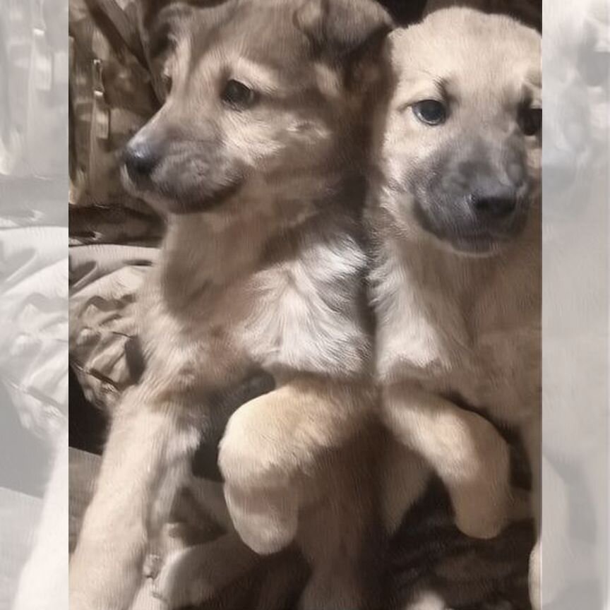 Щенок в добрые руки