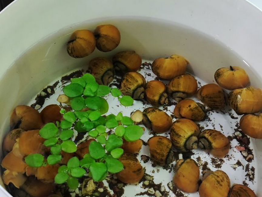 Улитки ампулярии