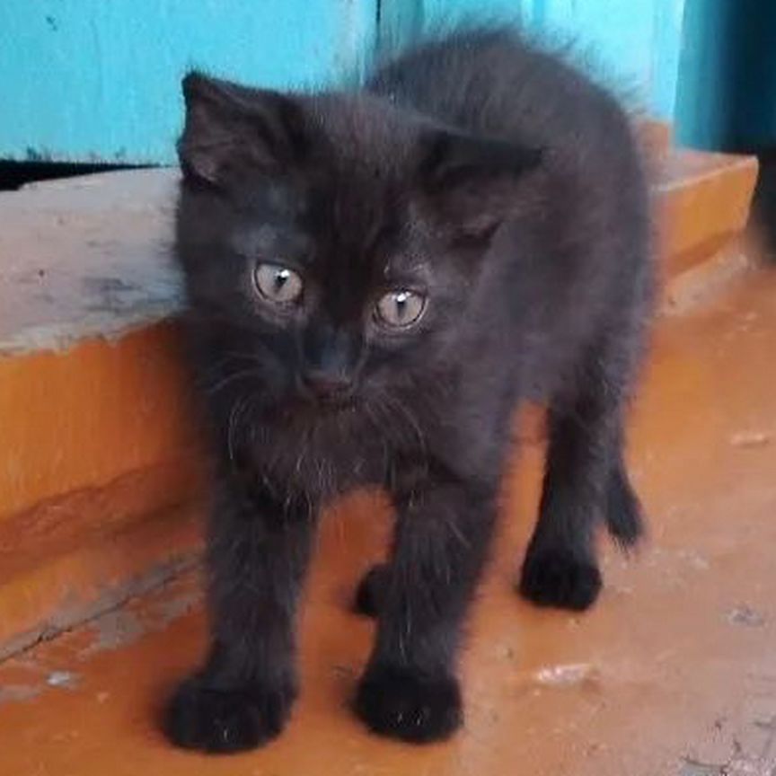Котёнок в добрые руки