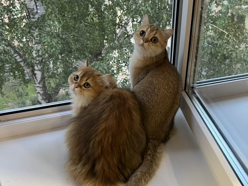 Котята кошки золотая шиншилла