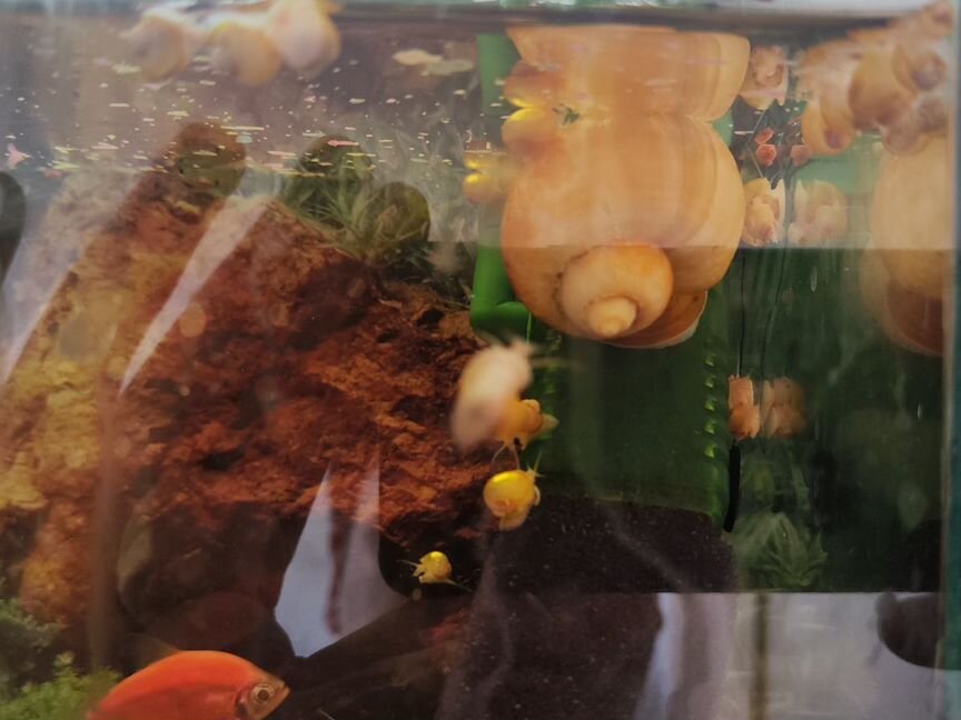 Улитки ампулярии