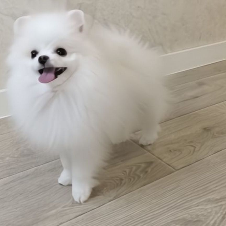 Померанский шпиц, взрослый пёс