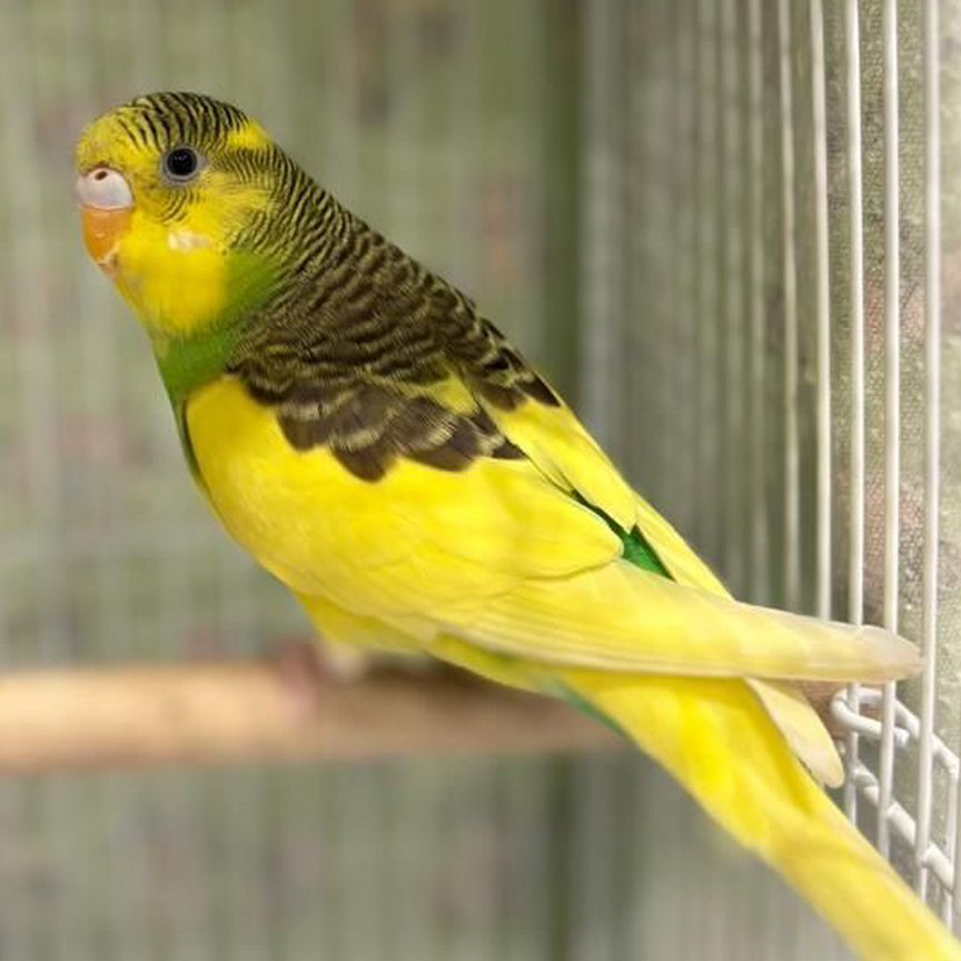 Волнистый попугай самец