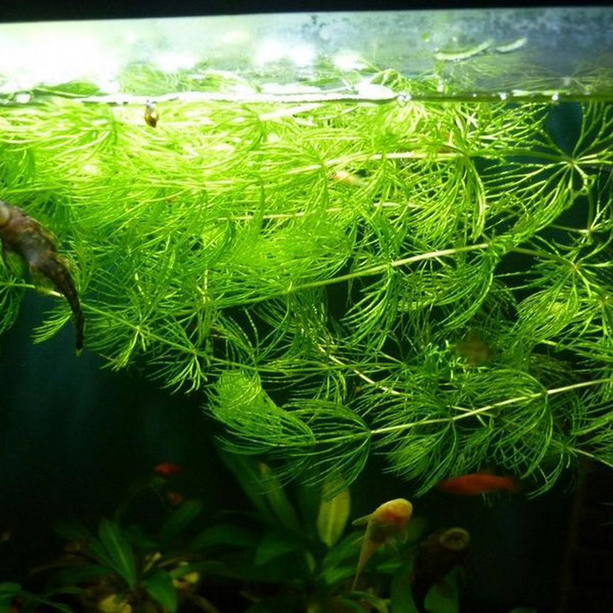 Роголистник для аквариума