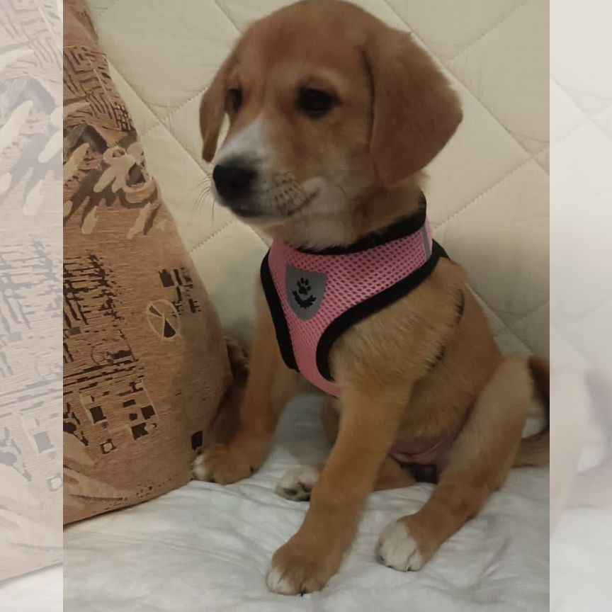 Отдам бесплатно щенят