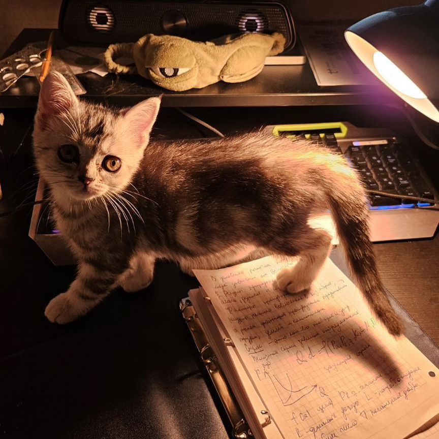 Шотландский котенок