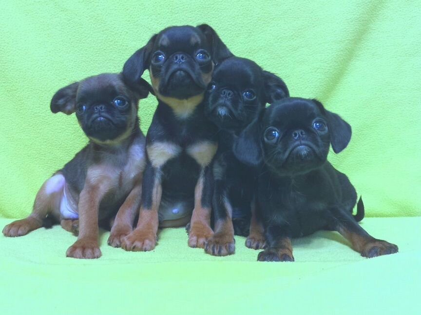 Мальчишки брабансончики