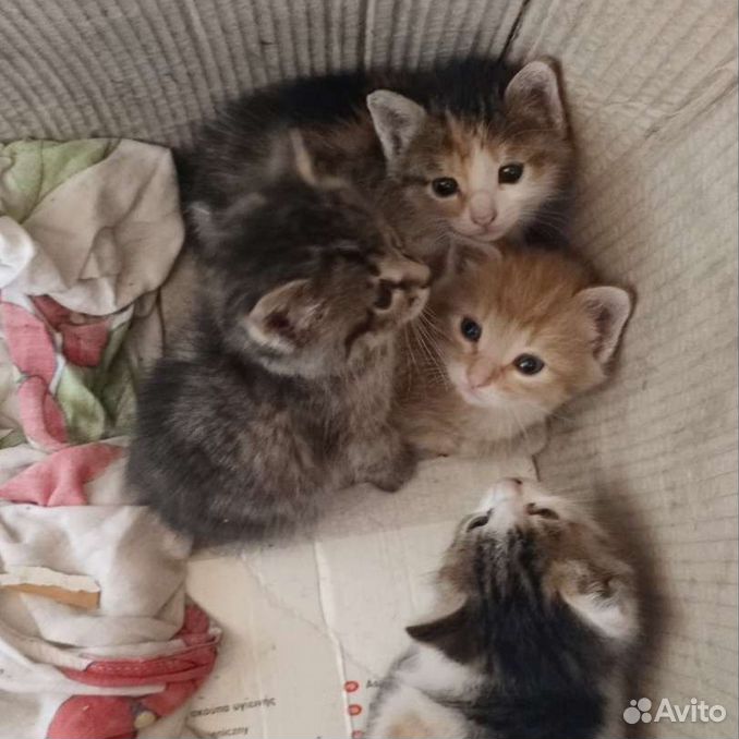 Котята в добрые руки, 1.5месяца