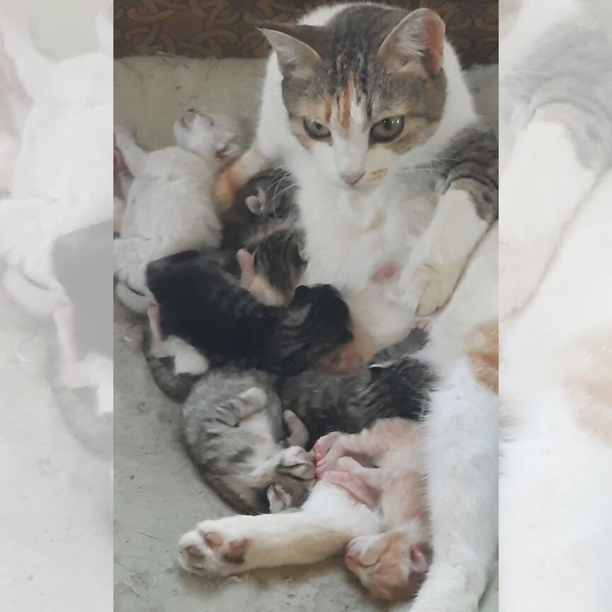 Кошка