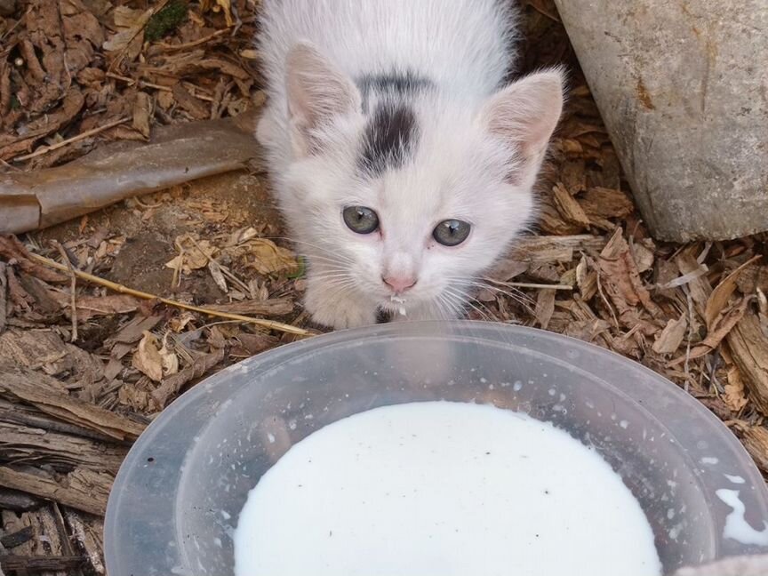 Котёнок 1.5 месяца. Беленькая девочка
