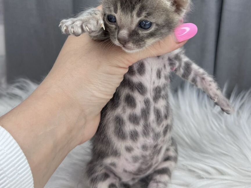 Котик с документами