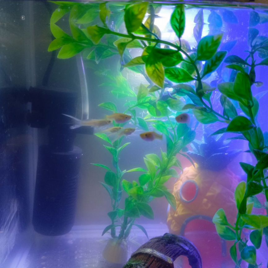 Аквариумные рыбки гуппи три пары и сомик