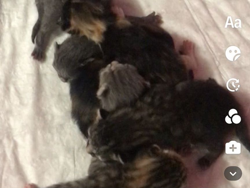 Котята на добрые руки