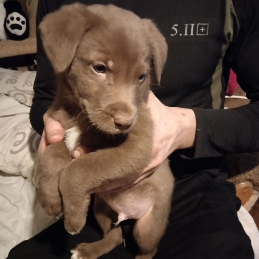 Отдам в добрые руки 2 мальчика