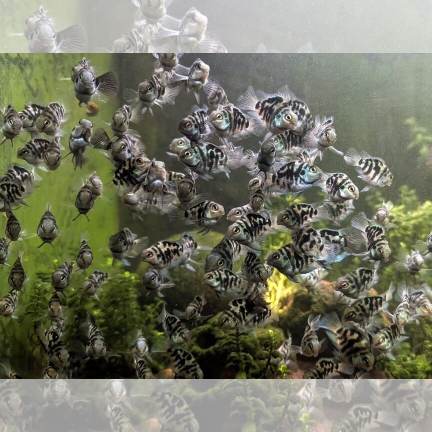 Отдам в хорошие руки