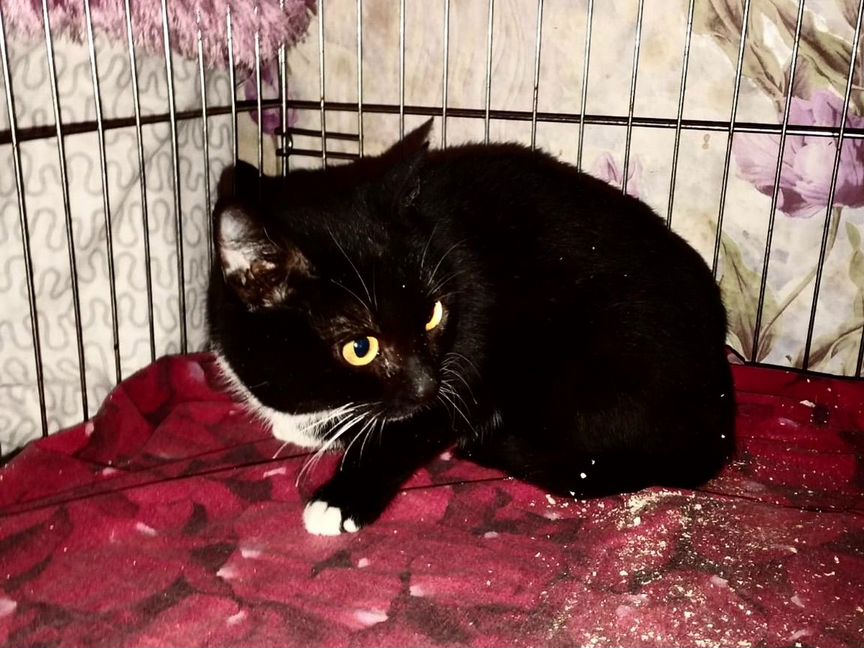 Нужна передержка для кошечки