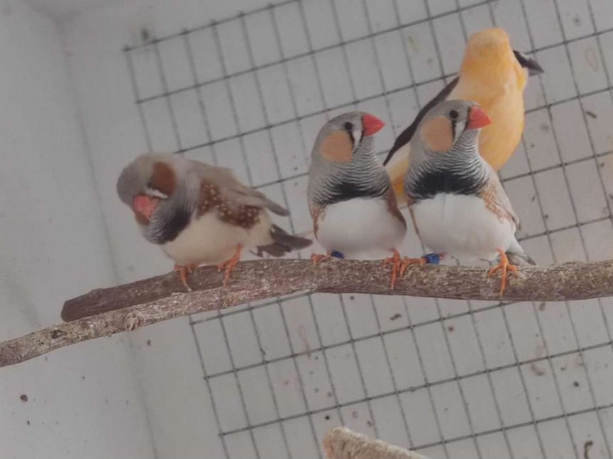 Зебровые амадины