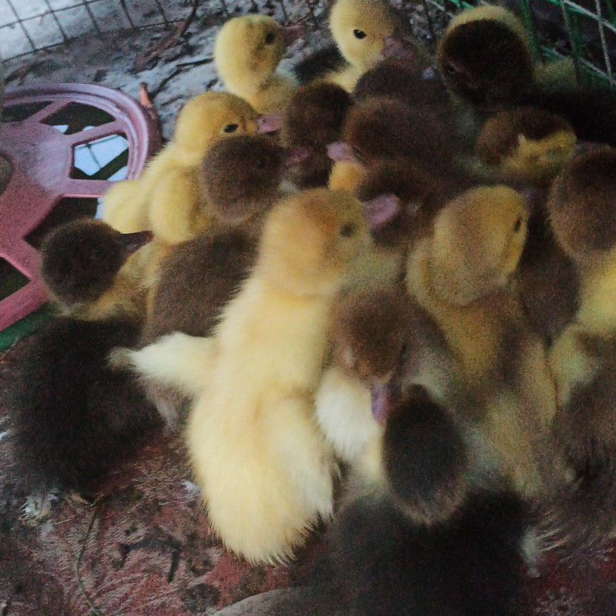 Мускусные утята