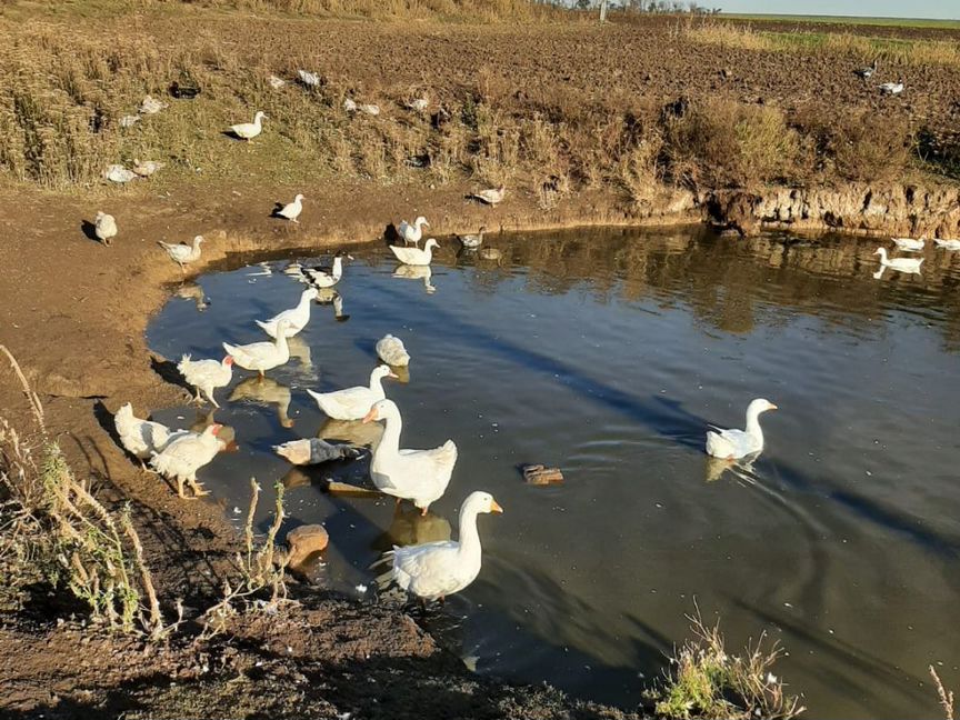 Мускусные утки