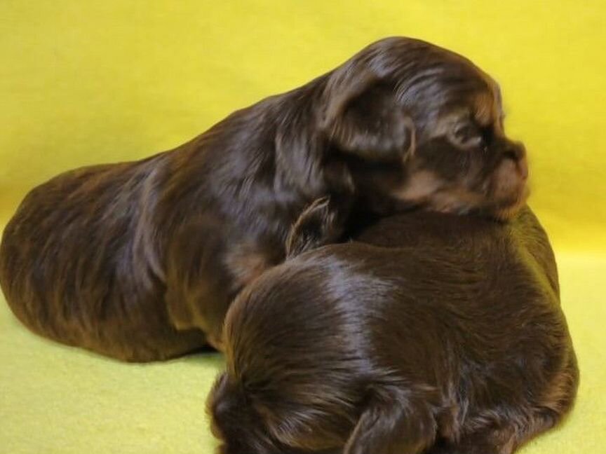 Щенки цветного йорка