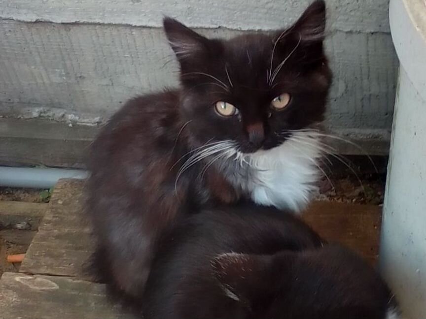 Котята в добрые руки приучены к лотку